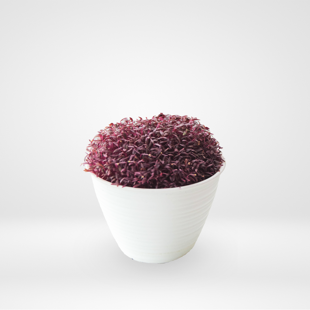 Red Amaranth
